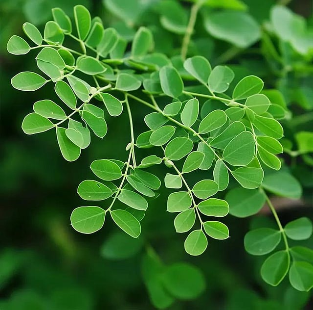 Moringa Health Boost: Vitamins, Antioxidants, and More