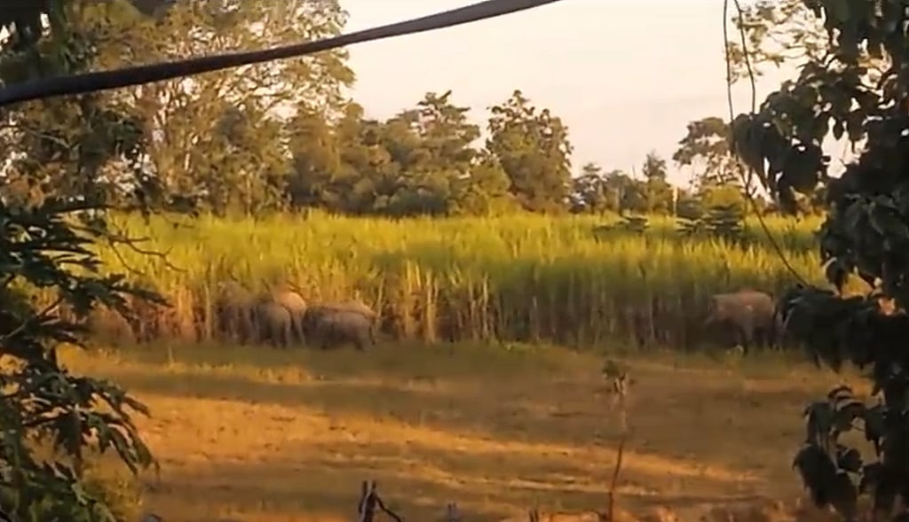 Two elephant herds hold villages hostage in West Karbi Anglong