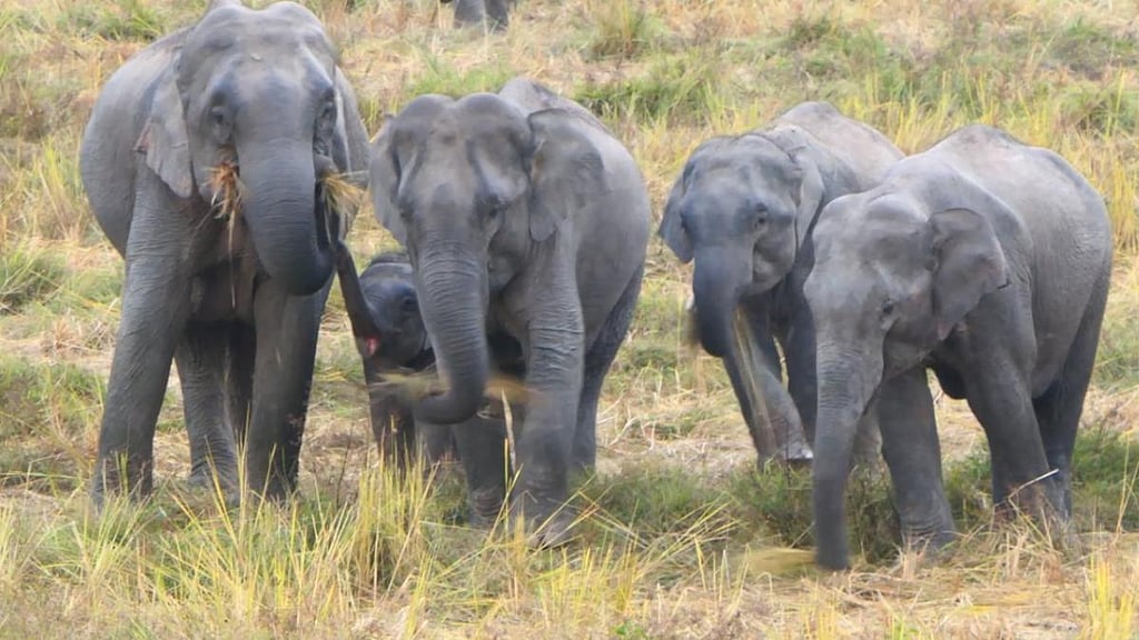 Assam: Helpless farmers in Numaligarh live under wild elephant terror