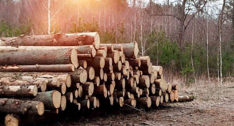Timber syndicate thrives in South Kamrup amid alleged official