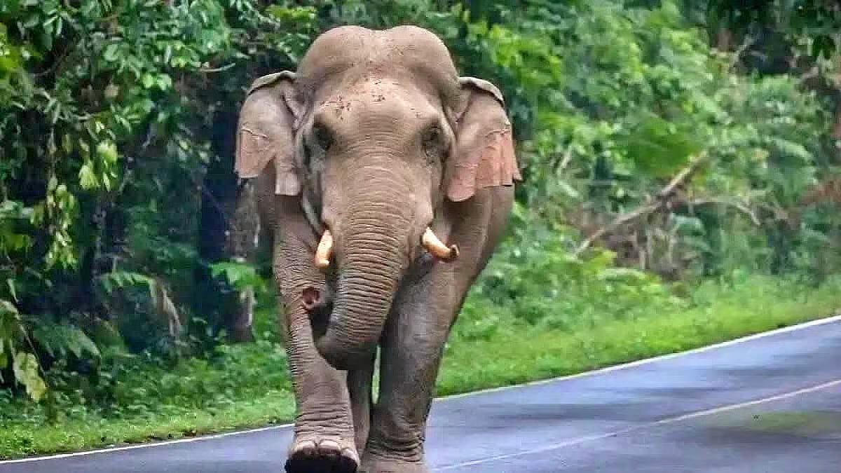 Assam: Elephant Kicks Man in Pathsala