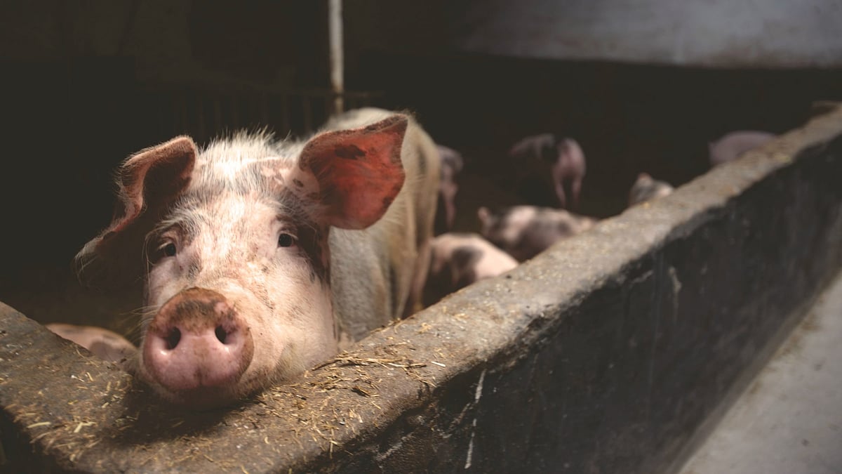 Nazira: Pig farmers suspect conspiracy behind African Swine Fever