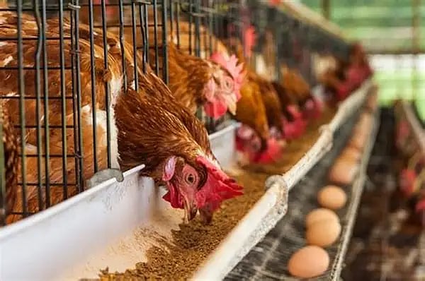 Assam: Commercial layer farm inaugurated at Gatanga village