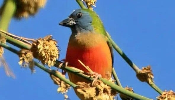Chowna Mein hails rare Pin-tailed Parrotfinch sighting in Namdapha
