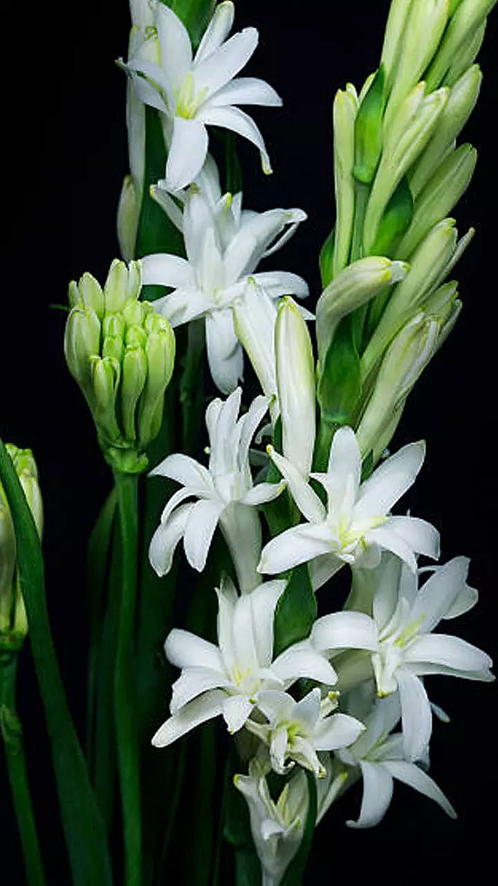 The Most Fragrant Flowers Blooming The Most Fragrant Flowers To Plant