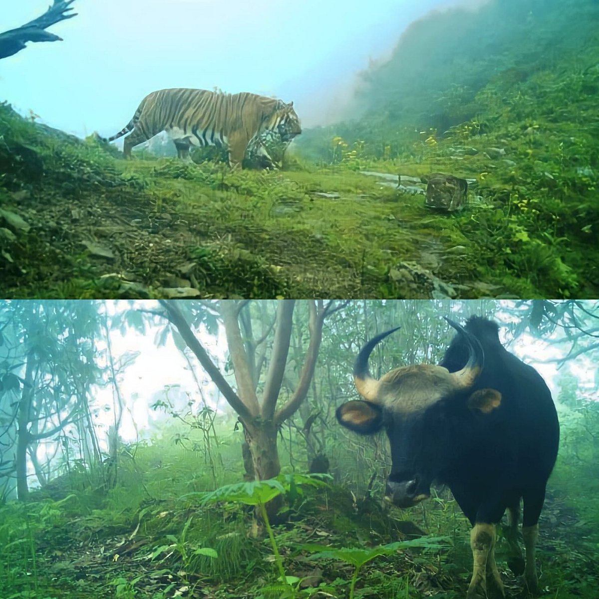 Sikkim: Wildlife Setting National and Global Records for the Sikkim's ...