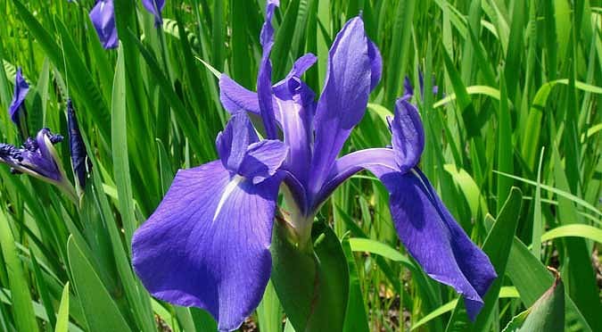 Manipur: Manipur’s Sacred Kombirei Iris Recognized as a Valuable ...