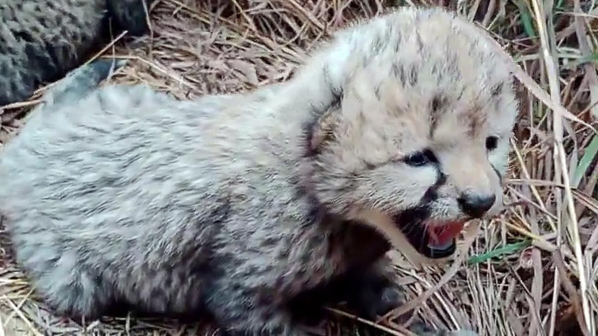 Madhya Pradesh: Cheetah Gives Birth To 3 Cubs at Kuno National Park