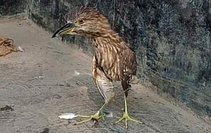China identifies tagging site of heron found in Imphal