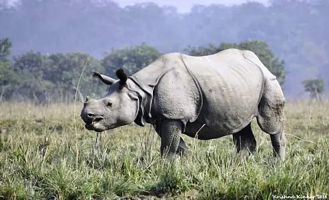 Assam: Nepal team’s exposure trip to Kaziranga, Manas landscapes