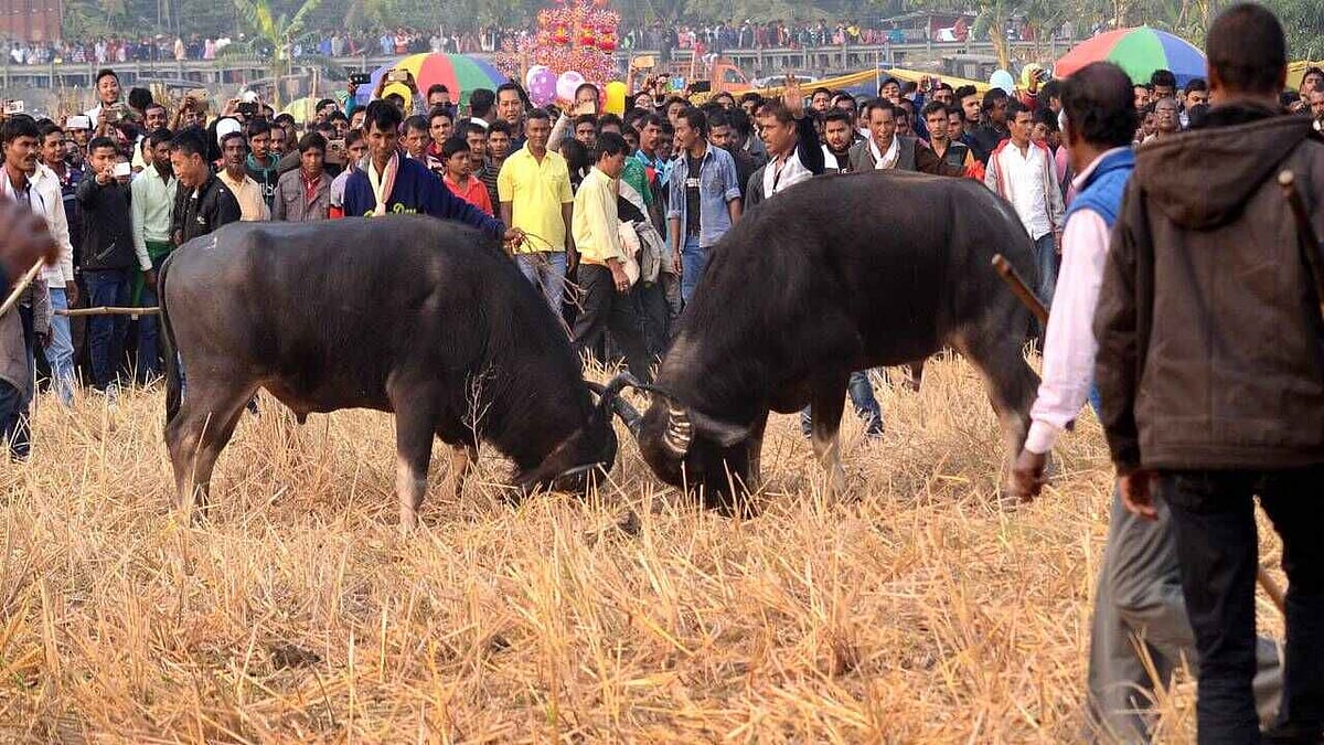 Assam: Gauhati HC Seeks Explanation From Assam Govt Over Buffalo ...