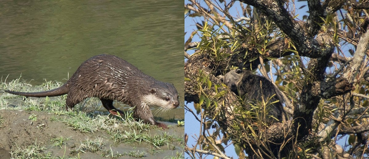 Assam: A New Set of Mammal Species Discovered in Kaziranga National Park