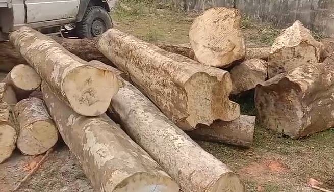 Assam: Alleged Forest Destruction Scandal Unravels in Bijni; Executive ...