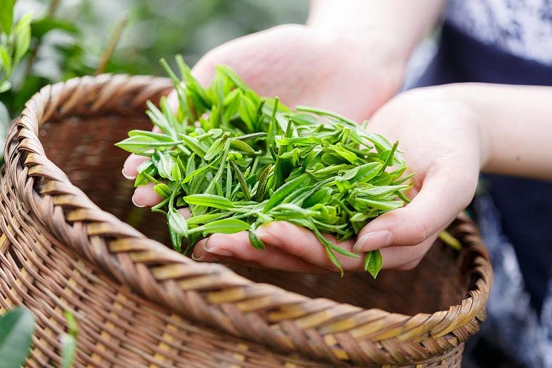 Indian Tea Association calls for comprehensive testing of tea