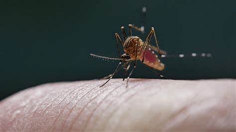 Guwahatians face mosquito menace, massive increase in mosquito numbers