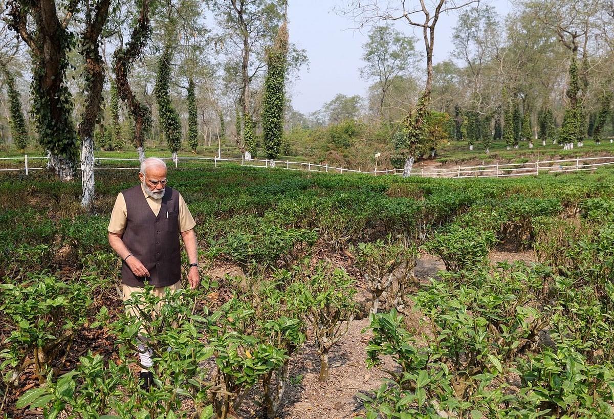 Assam: Assistance To Small Tea Growers Increased By 82% In Massive ...