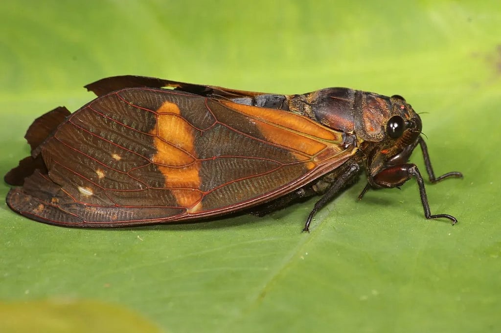 Meghalaya: Newly Discovered Butterfly Cicada Species Adds to Meghalaya ...