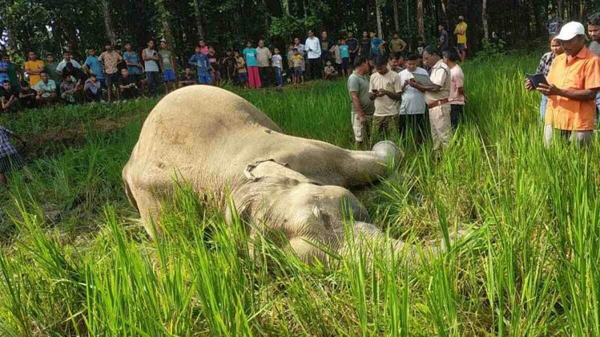 Assam: Wild elephant found dead in a forest area of Goalpara district
