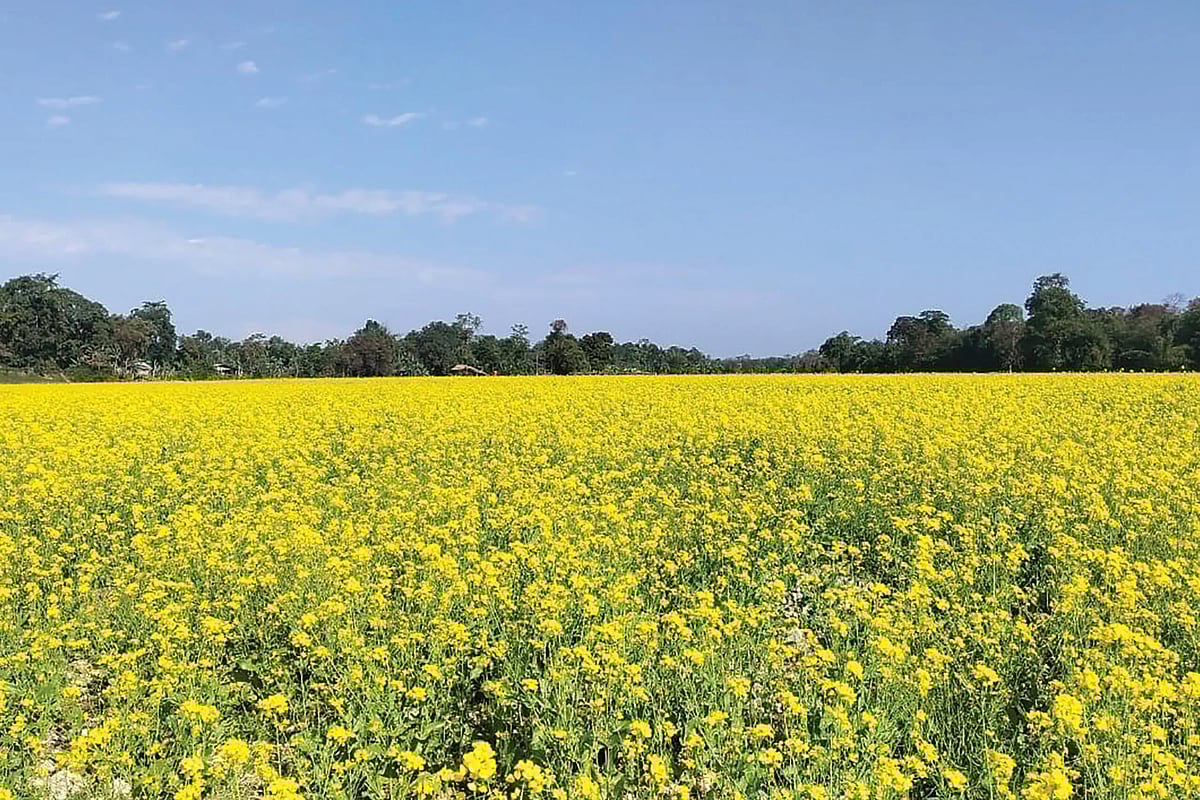 Sivasagar: Mustard procurement process inaugurated at Assam State ...