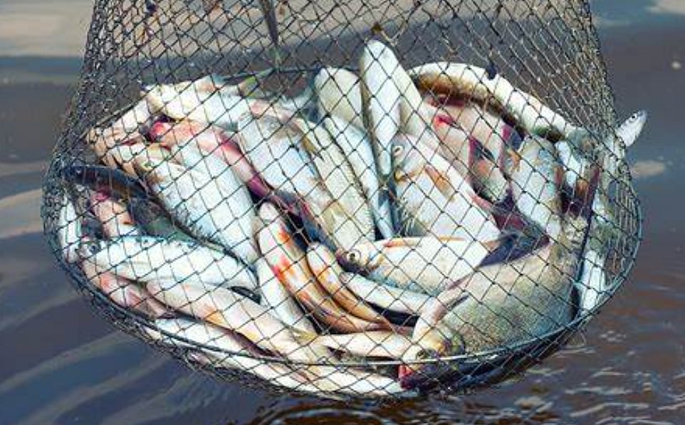 Assam: Community fishing in Moiham Beel at Boko