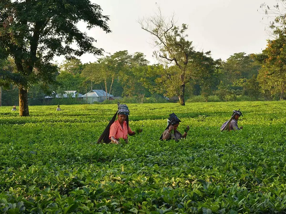 Issues afflicting tea industry: North Eastern Tea Association seeks ...