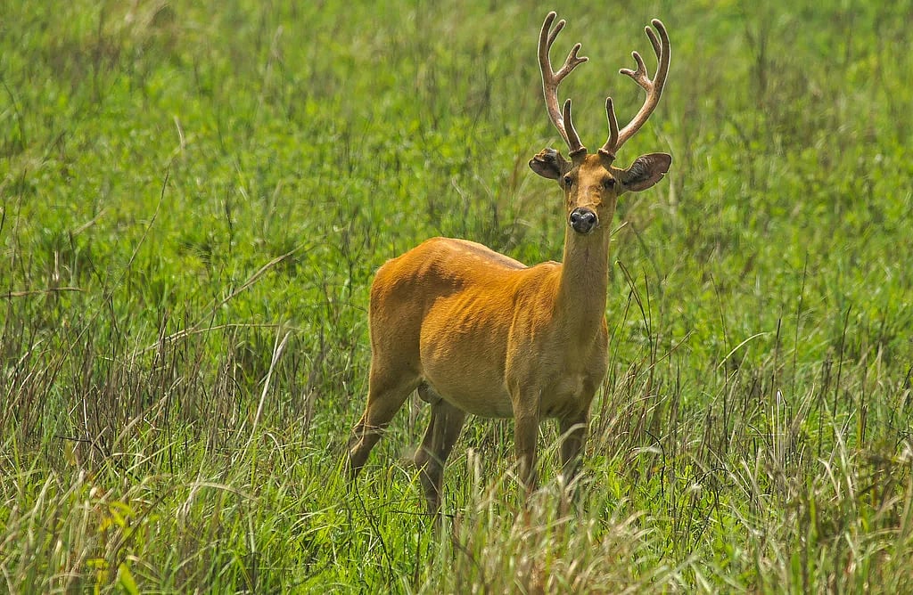 Assam: Deer came from sixth edition of Kaziranga National Park rescued ...