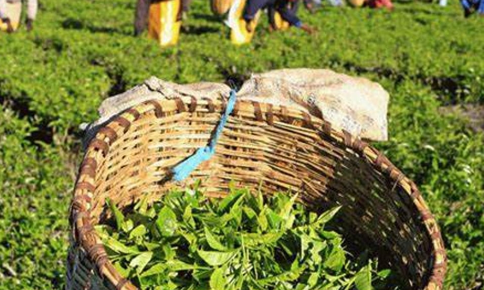 100% sale of dust-grade tea through auction: Dispur requests Centre to ...