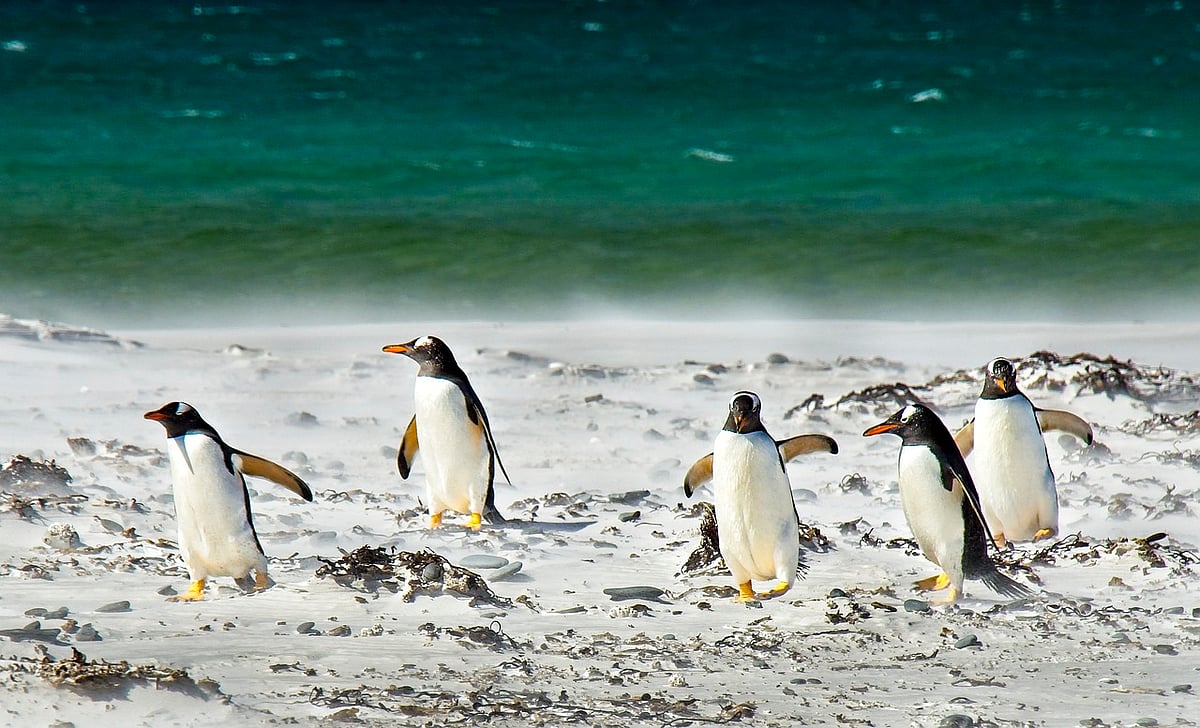 Antarctic Penguins Die En Masse, Suspected H5N1 Outbreak