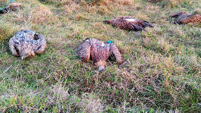 Assam: 30 vultures die of poisoning in Sivasagar district