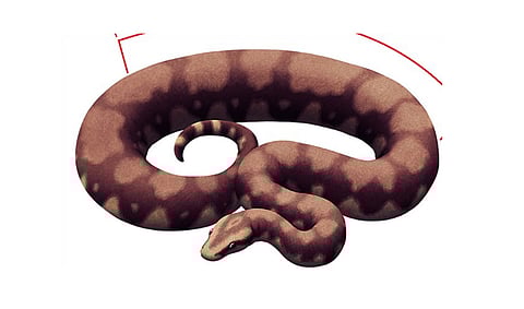 Gujarat: Fossils From Kutch Could Be Largest Serpent Ever of Earth