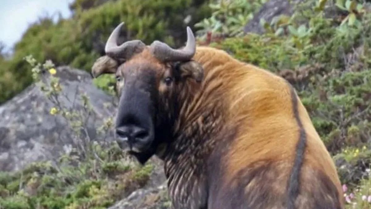 Arunachal: First Ever Sighting of Takin in Tawang District Captivates ...
