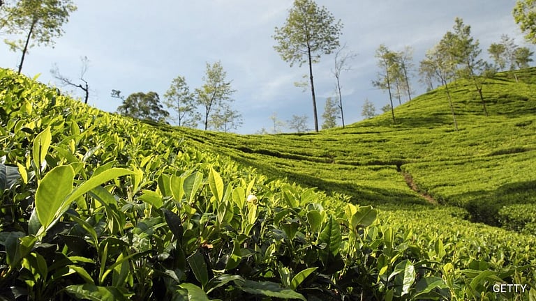 Assam's Tea Industry Faces Crisis, Chief Secretary Demands Action
