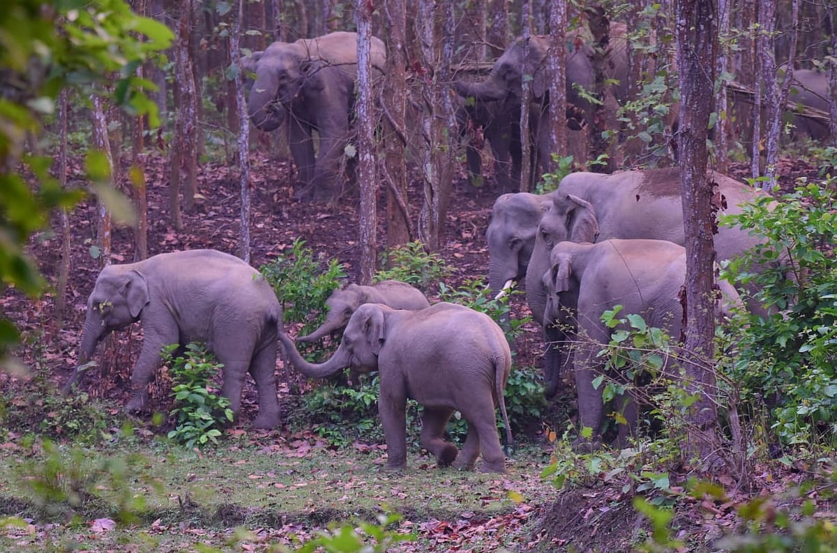Assam: Herd of wild elephants creating terror among villagers