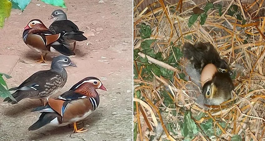 Assam State Zoo Celebrates First Successful Hatching of Mandarin Ducklings