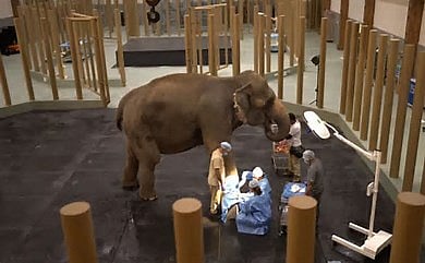 Ailing elephant, calf rescued from Tripura to Gujarat’s ‘Vantara’