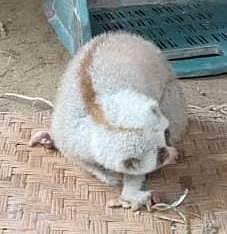 Assam: Slender loris rescued by Dhola Forest Beat workers in Tinsukia ...