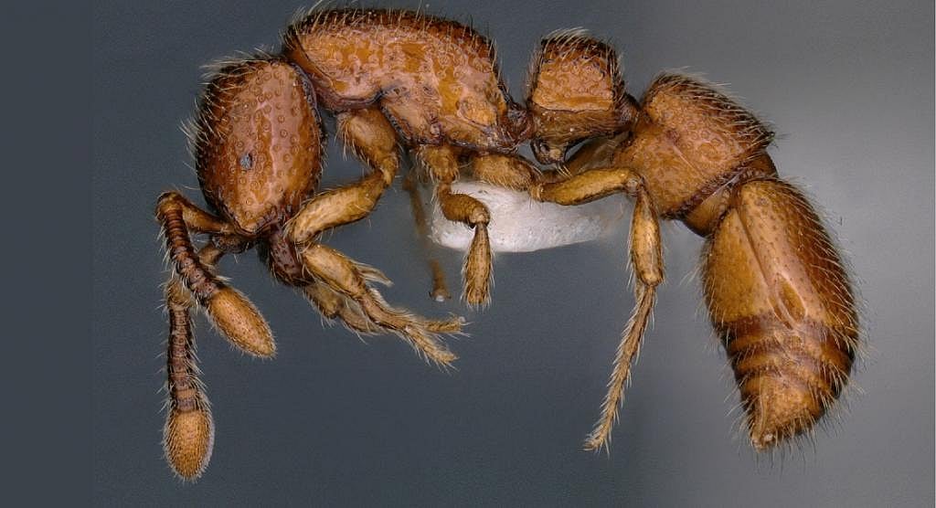 Insect conservation in Northeast