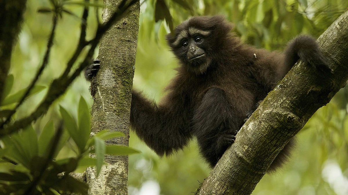 Assam: NFR to Install Canopy Bridges for Hoolock Gibbons in Gibbon ...