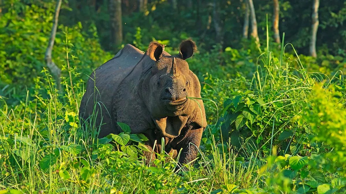 Assam: Suspected rhino poacher shot dead in Kaziranga National Park