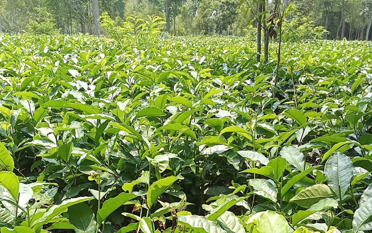Tea Board Notices Factories on Green Leaf Price