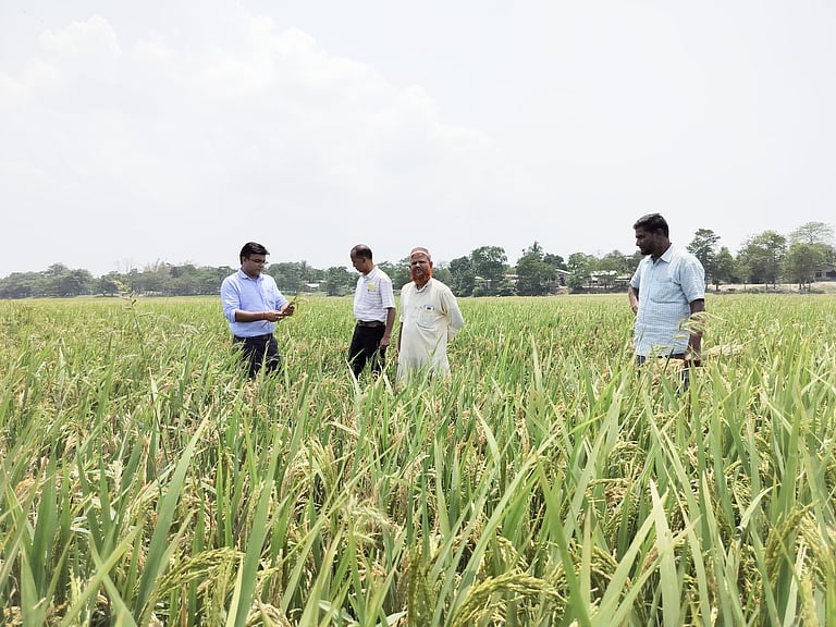 Investigation into grain-like weeds in Boro paddy fields conducted in ...