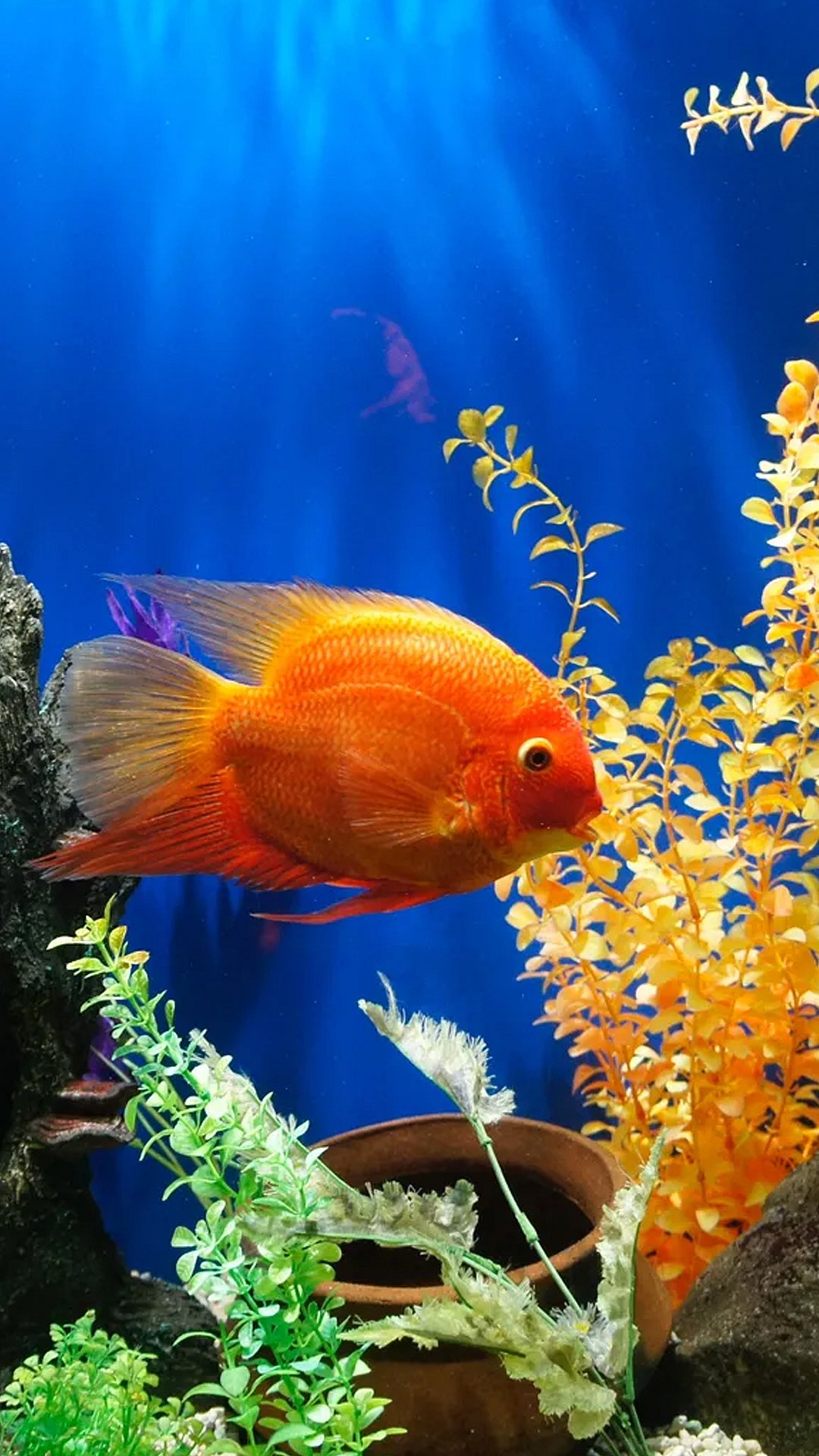 Fish that can Enjoy a Long life in a Aquarium