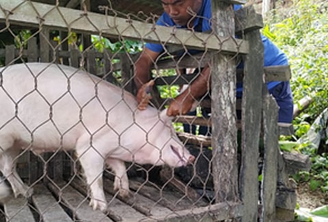 Mizoram: Over 3,350 pigs killed by African swine fever so far this year