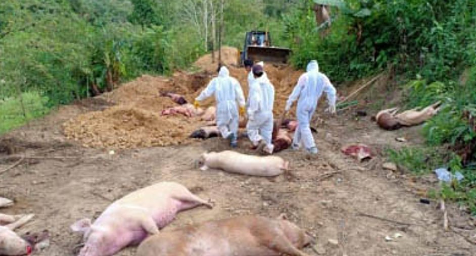 Nagaland: African Swine Fever Outbreak Confirmed In Longleng