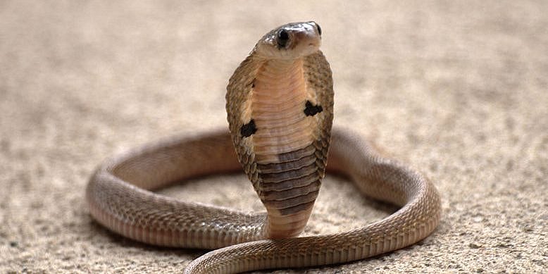 Tragic Death of Six-Year-Old Taslima Begum After Snake Bite in Mandira ...