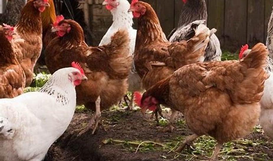 Manipur: Poultry Farmers Facing Problems Because of Economic Blockade