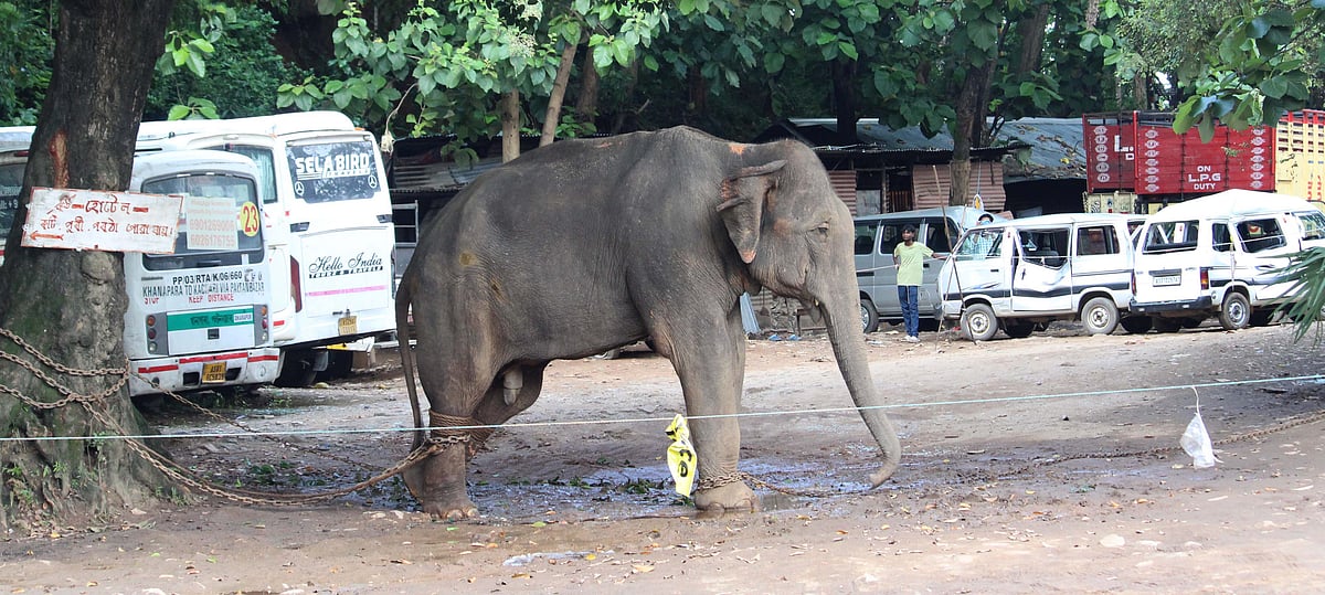 Elephant chaos near Janata Bhawan in Guwahati city