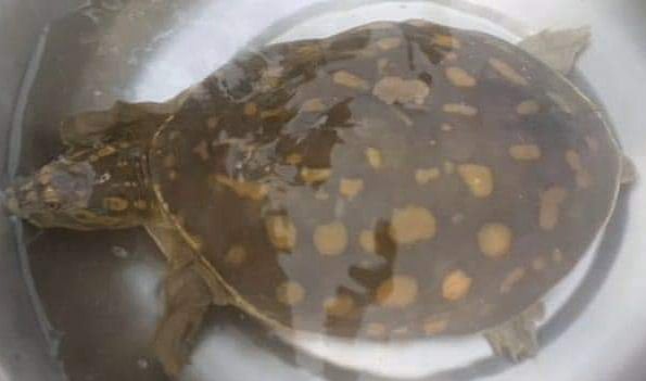 Assam: Rare Tortoise Found in Kusumtola Released at Historic Nagsankar ...