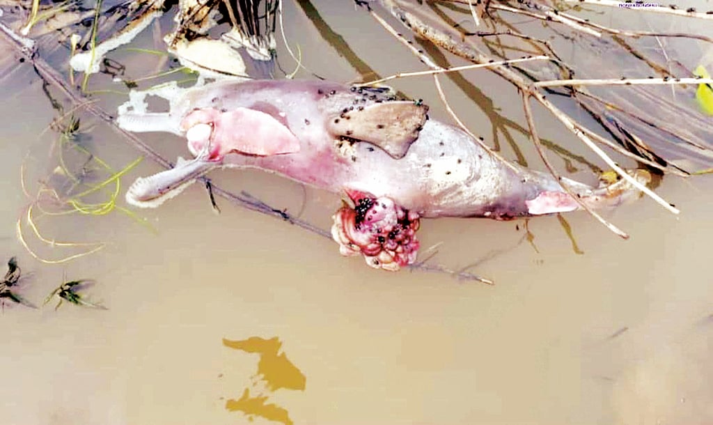 Carcass of Gangetic river dolphin found in Kulsi at Kukurmara