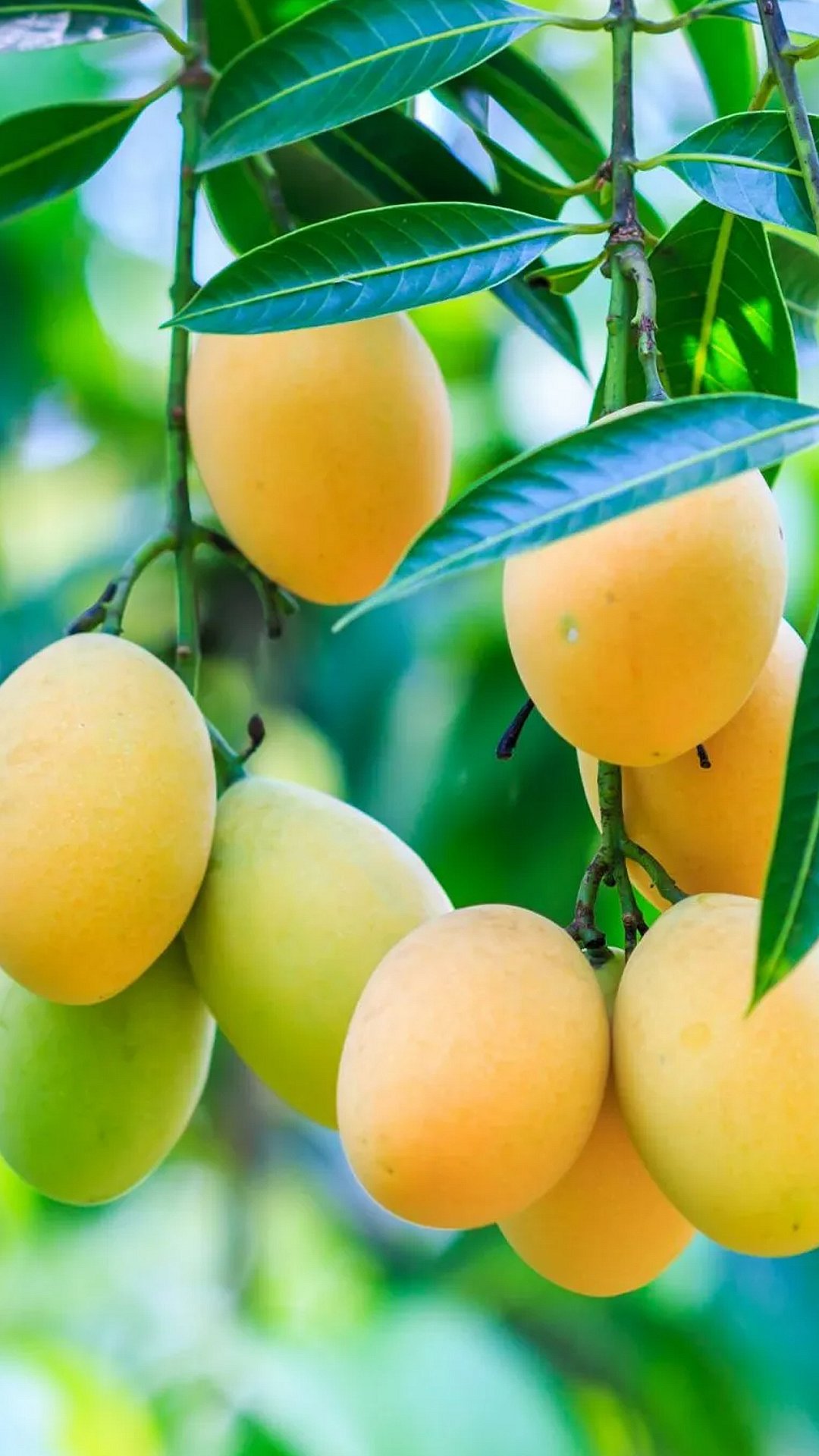 Different Types of Mangoes in India